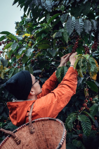 The Spiritual Meaning of Huayruro Seeds: Symbolism and Cultural Insights